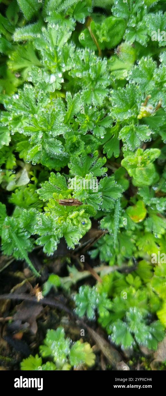 Field Parsley Piert (Alchemilla arvensis Stock Photo - Alamy