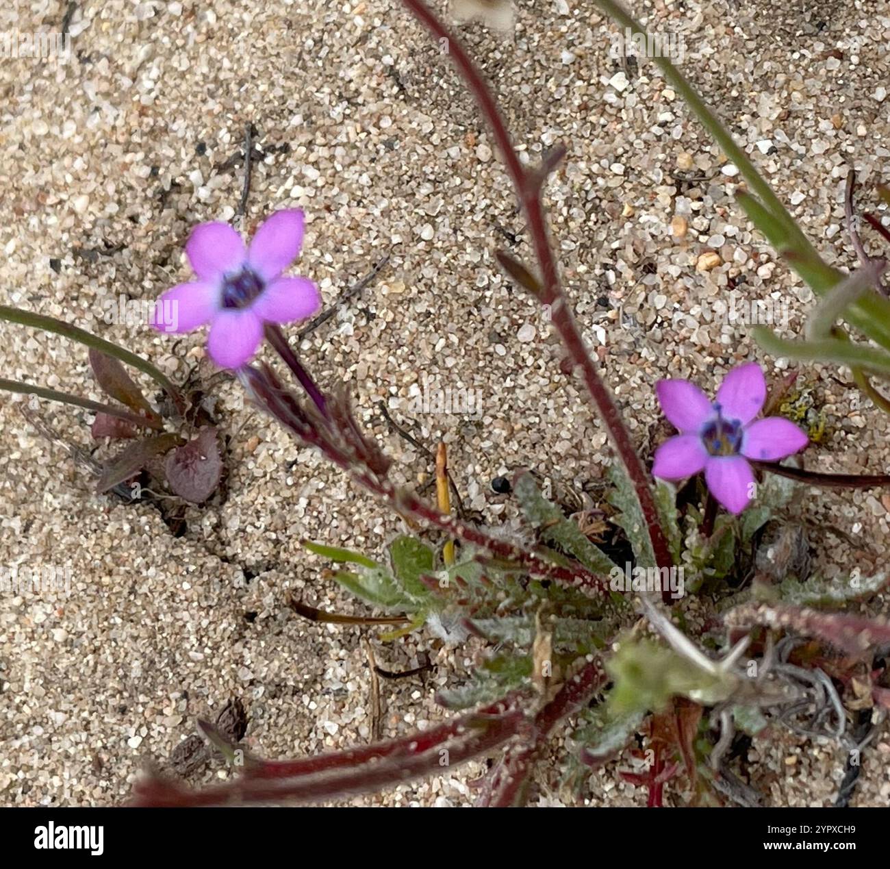greater yellowthroat gilia (Gilia tenuiflora arenaria Stock Photo - Alamy