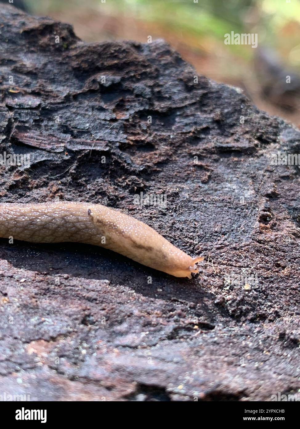 Taildropper slugs hi-res stock photography and images - Alamy
