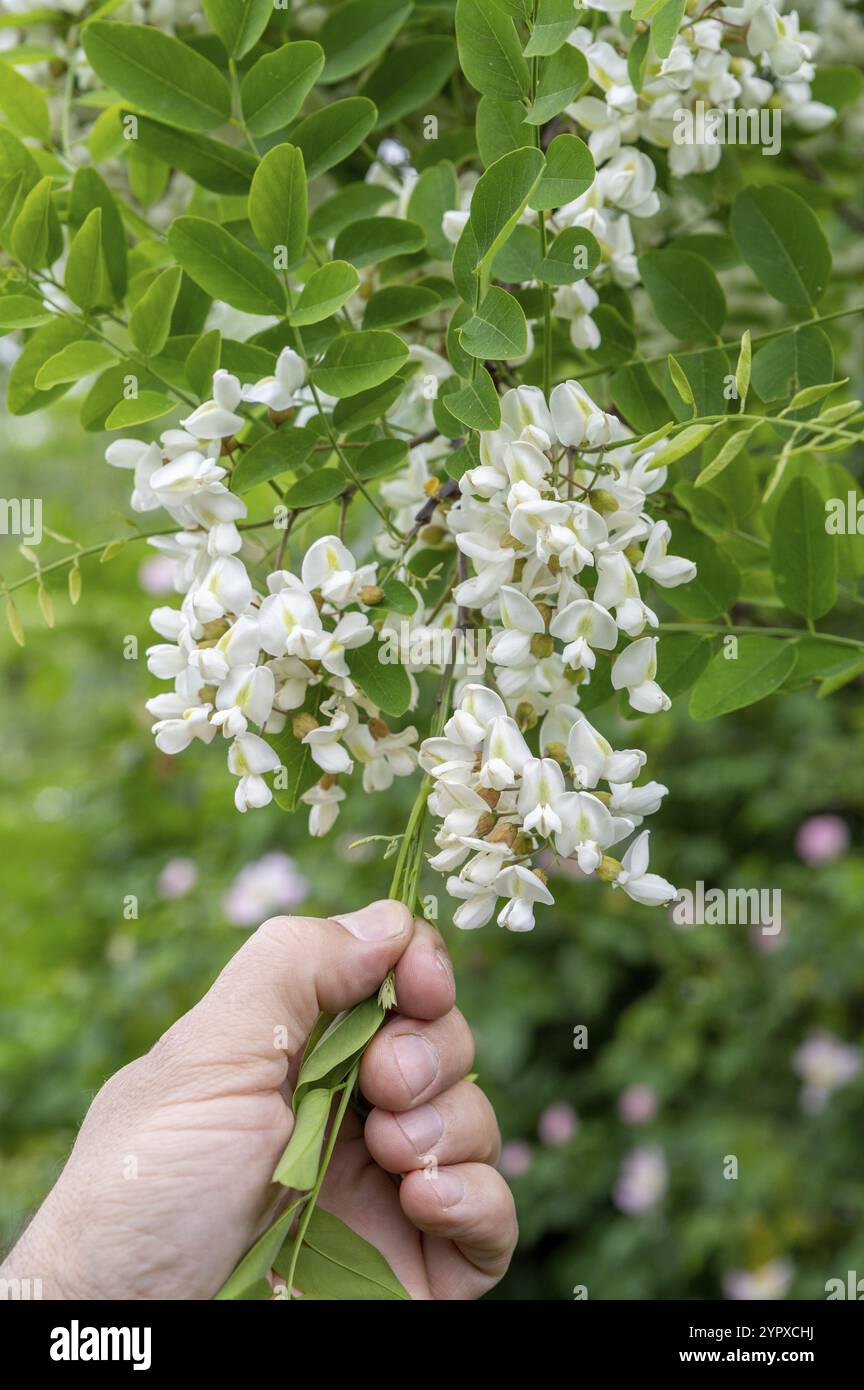 The white flowers of Robinia pseudoacacia. Black Locust False Acacia ...