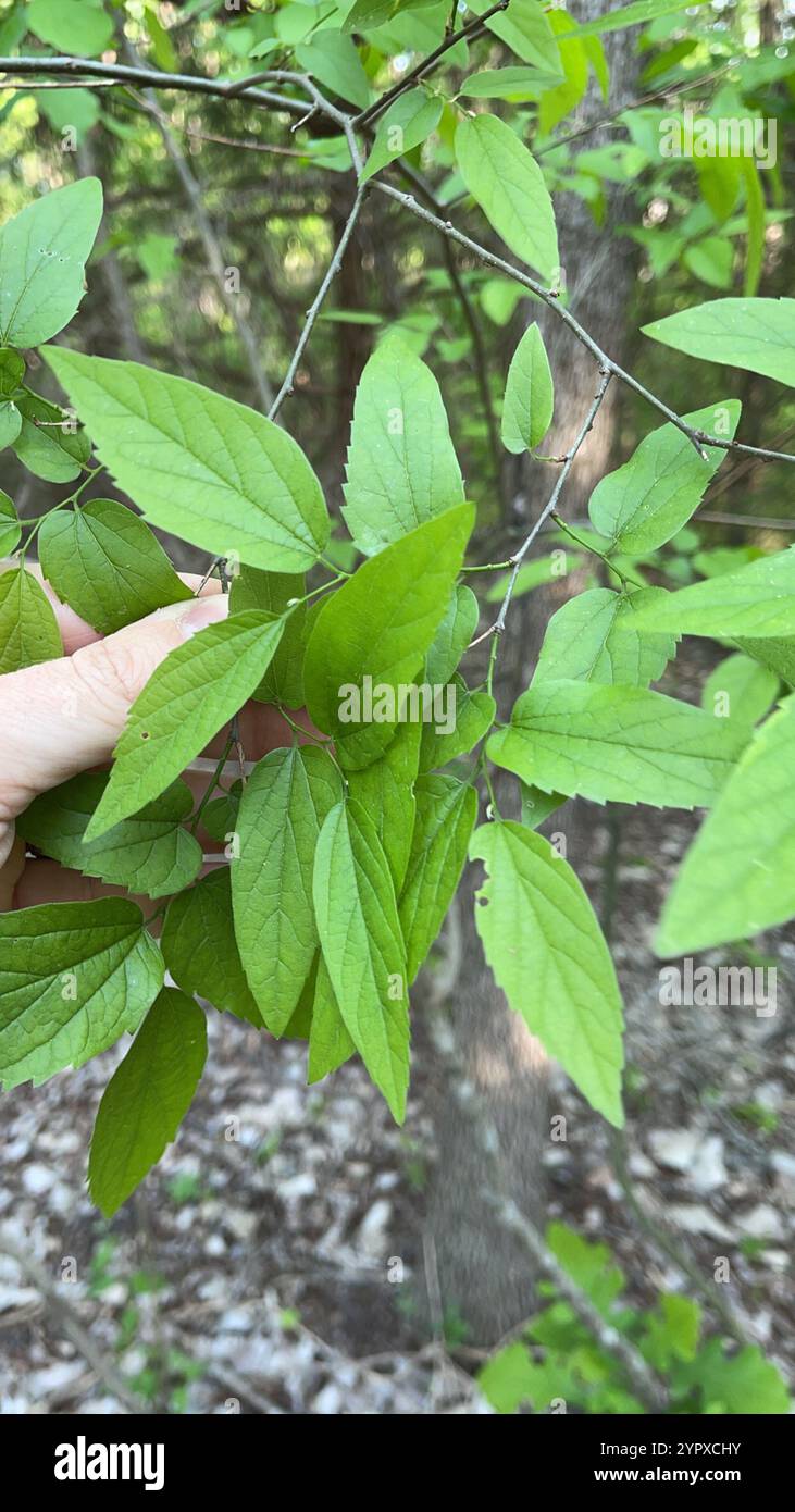 sugar hackberry (Celtis laevigata Stock Photo - Alamy