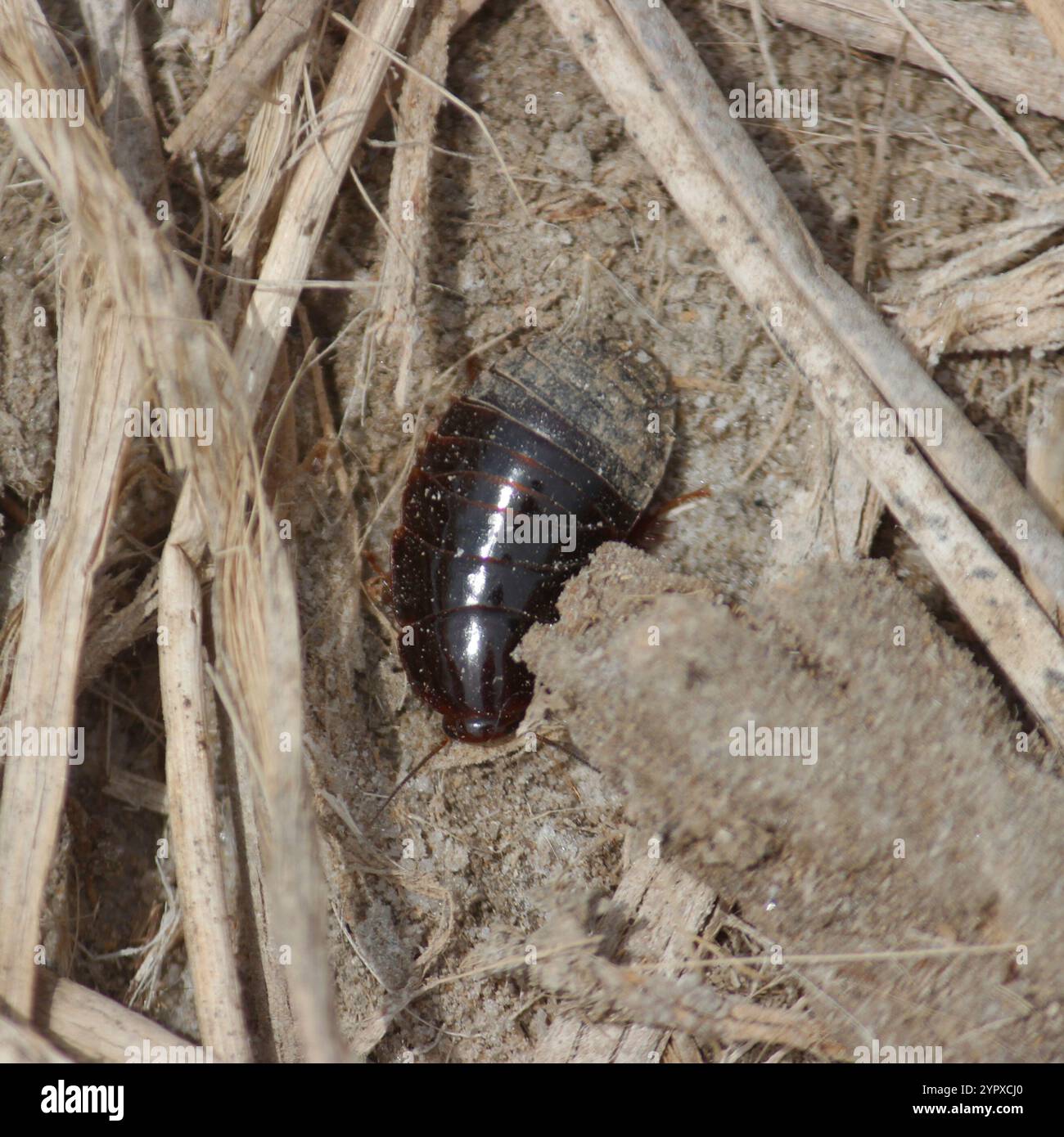 Surinam Cockroach (Pycnoscelus surinamensis Stock Photo - Alamy