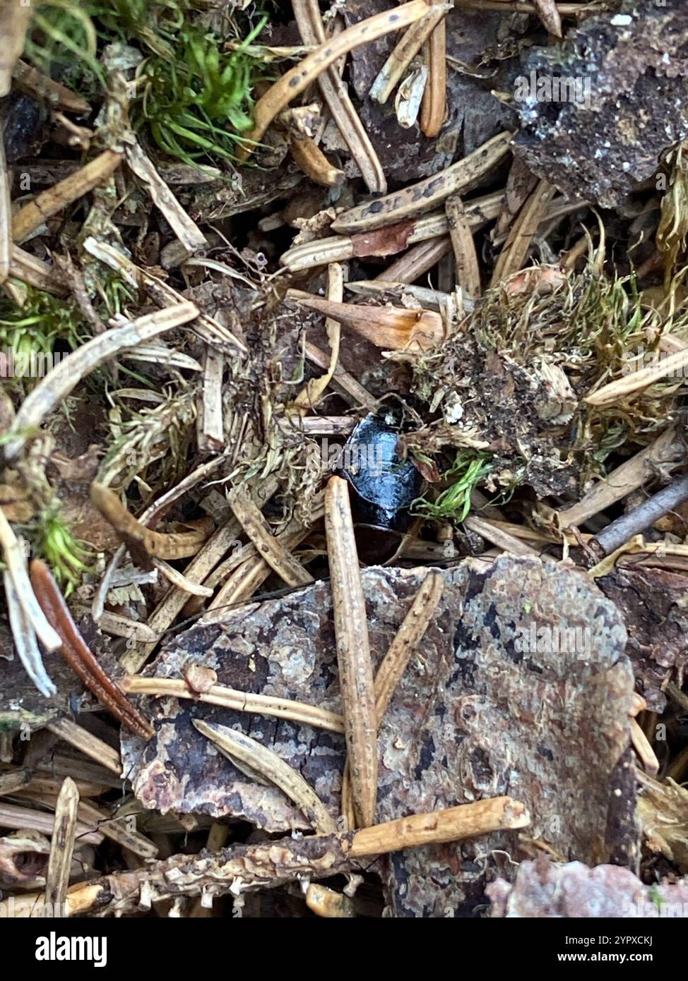 Forest Cockroach (Ectobius sylvestris Stock Photo - Alamy