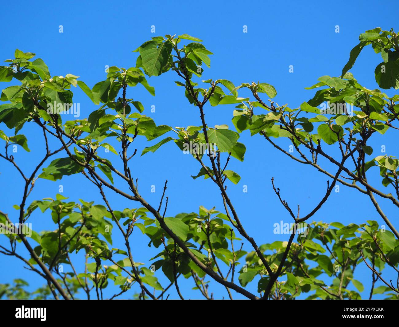 Mallotus (Mallotus japonicus Stock Photo - Alamy
