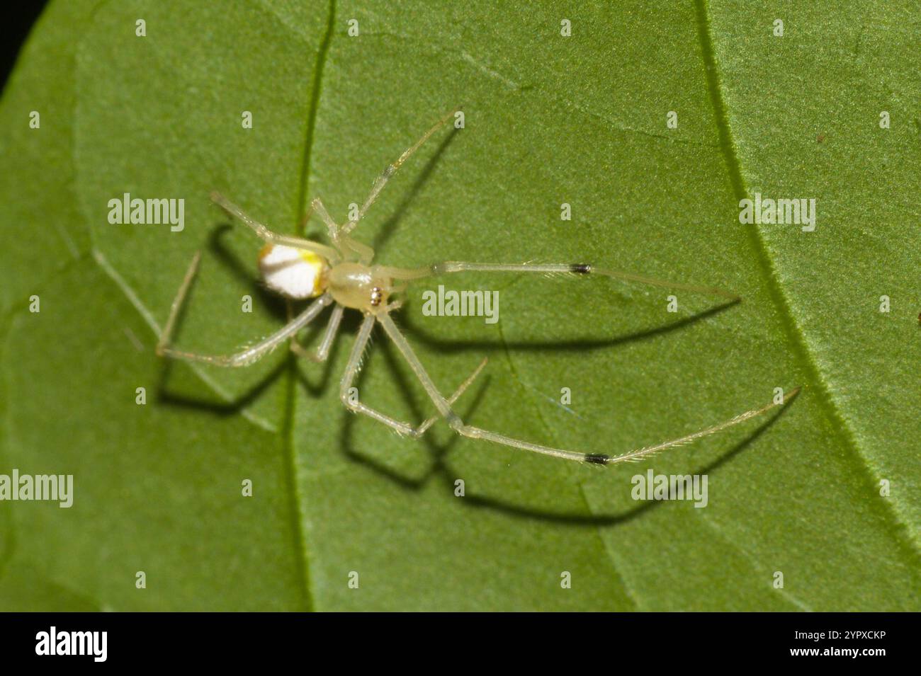Typical Cobweb Spiders (Theridion Stock Photo - Alamy