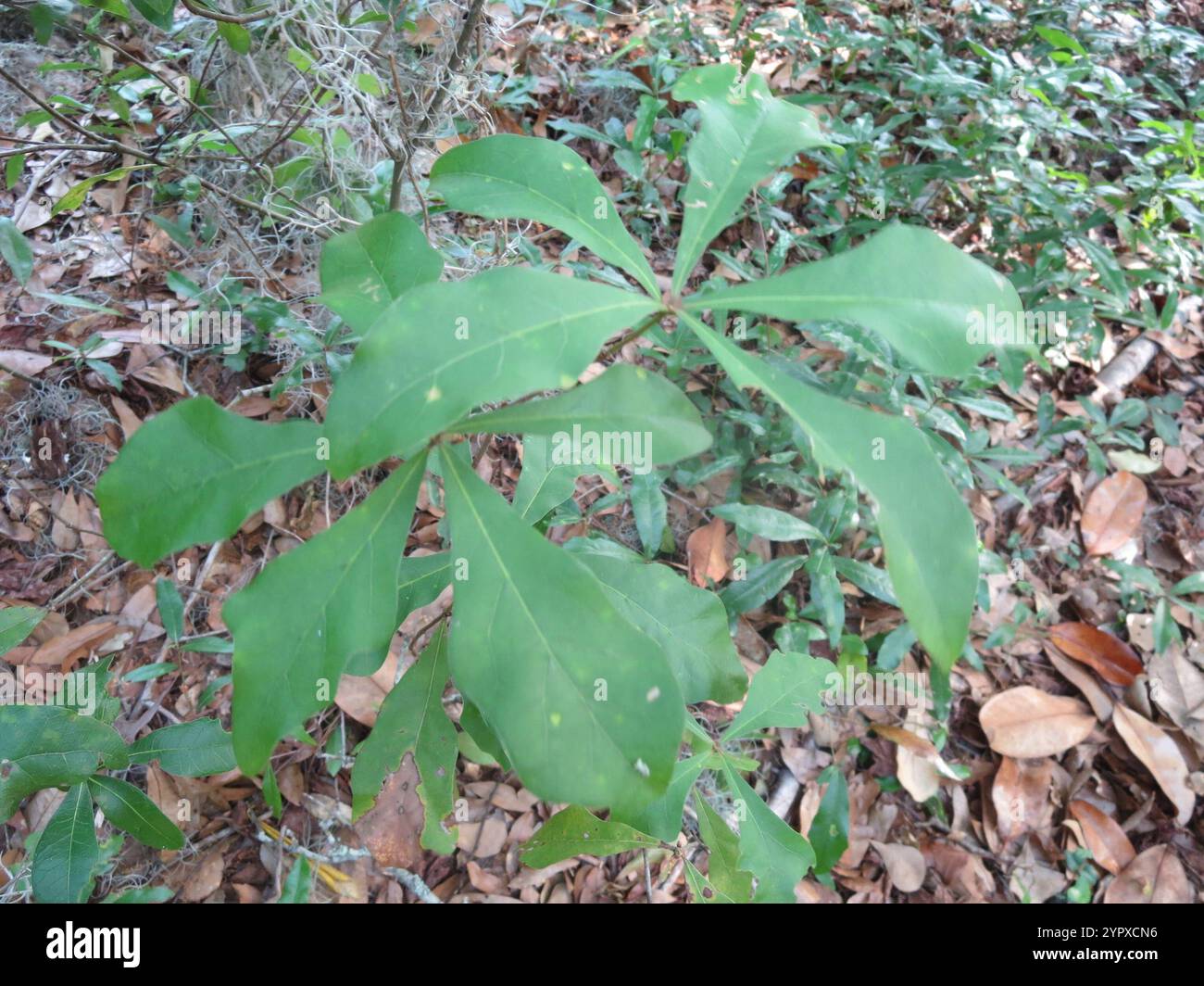 water oak (Quercus nigra Stock Photo - Alamy