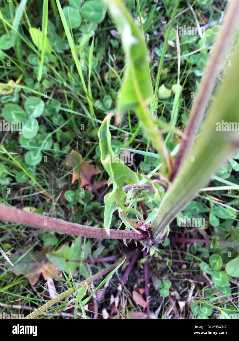 Beaked Hawksbeard (Crepis vesicaria Stock Photo - Alamy