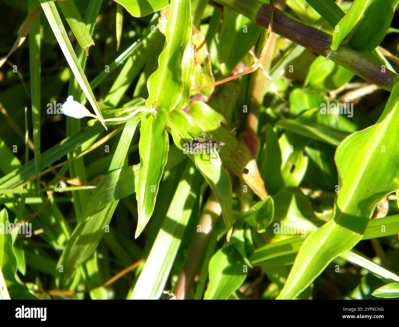 Coranus hi-res stock photography and images - Alamy