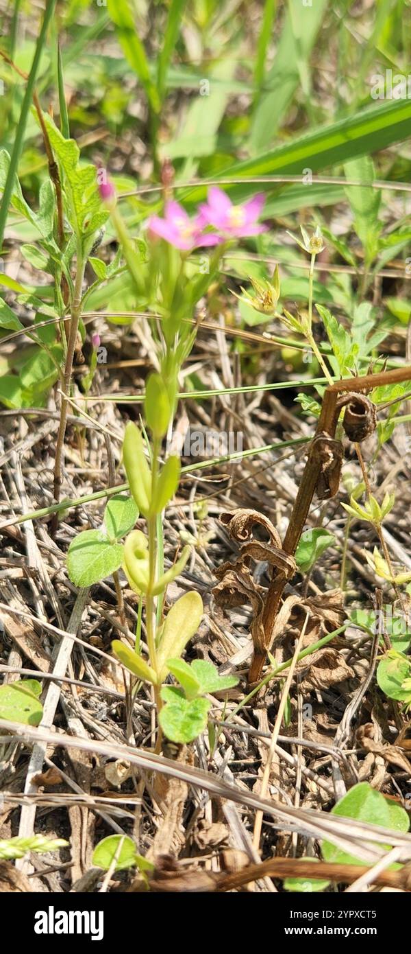 Lesser Centaury (Centaurium pulchellum Stock Photo - Alamy