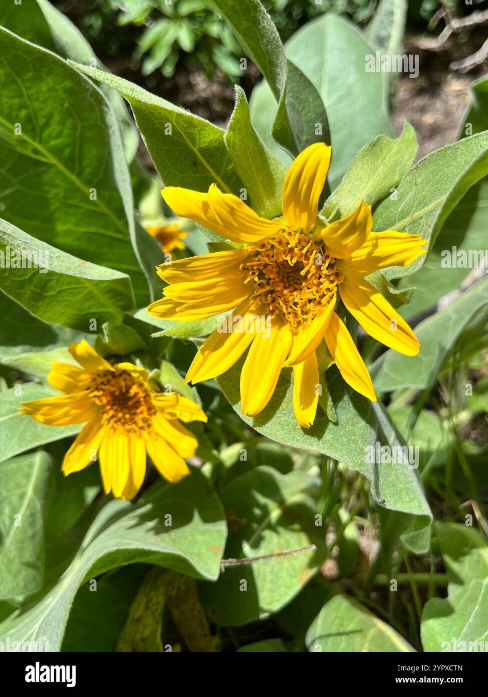 Gray Mule-Ears (Wyethia helenioides Stock Photo - Alamy