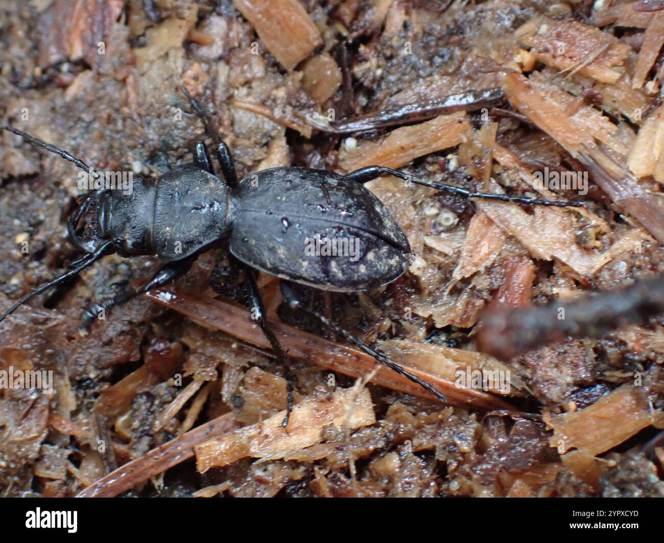 Greater Night-stalking Tiger Beetle (Omus dejeanii Stock Photo - Alamy