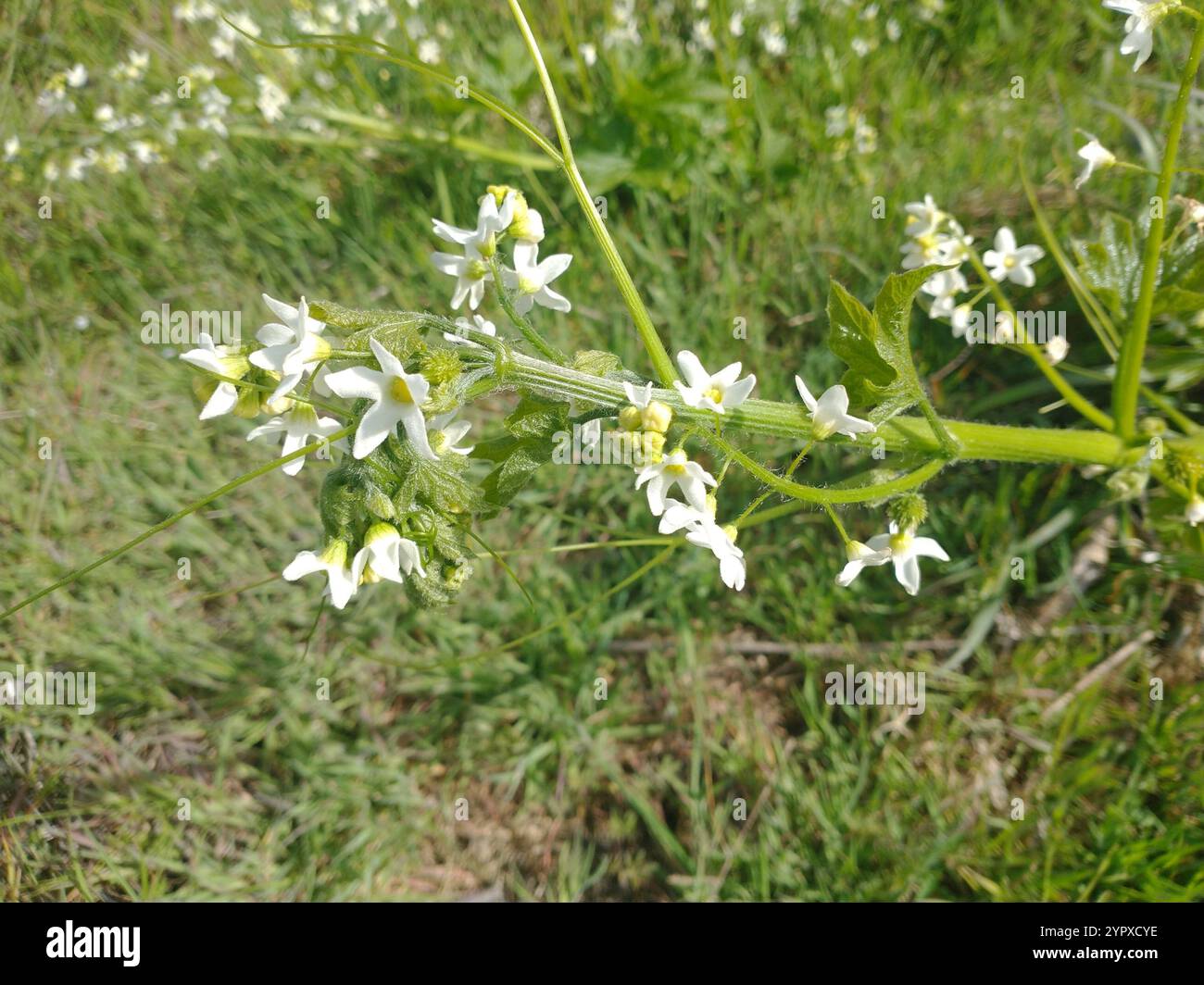 coastal manroot (Marah oregana Stock Photo - Alamy