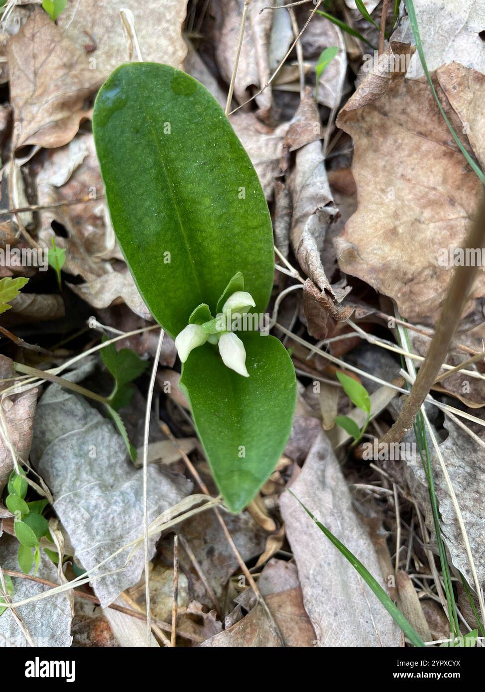 showy orchis (Galearis spectabilis Stock Photo - Alamy