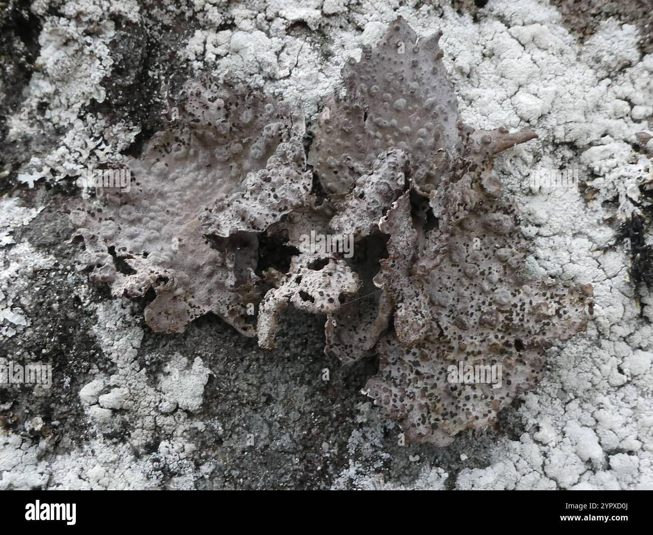 Toadskin hi-res stock photography and images - Alamy