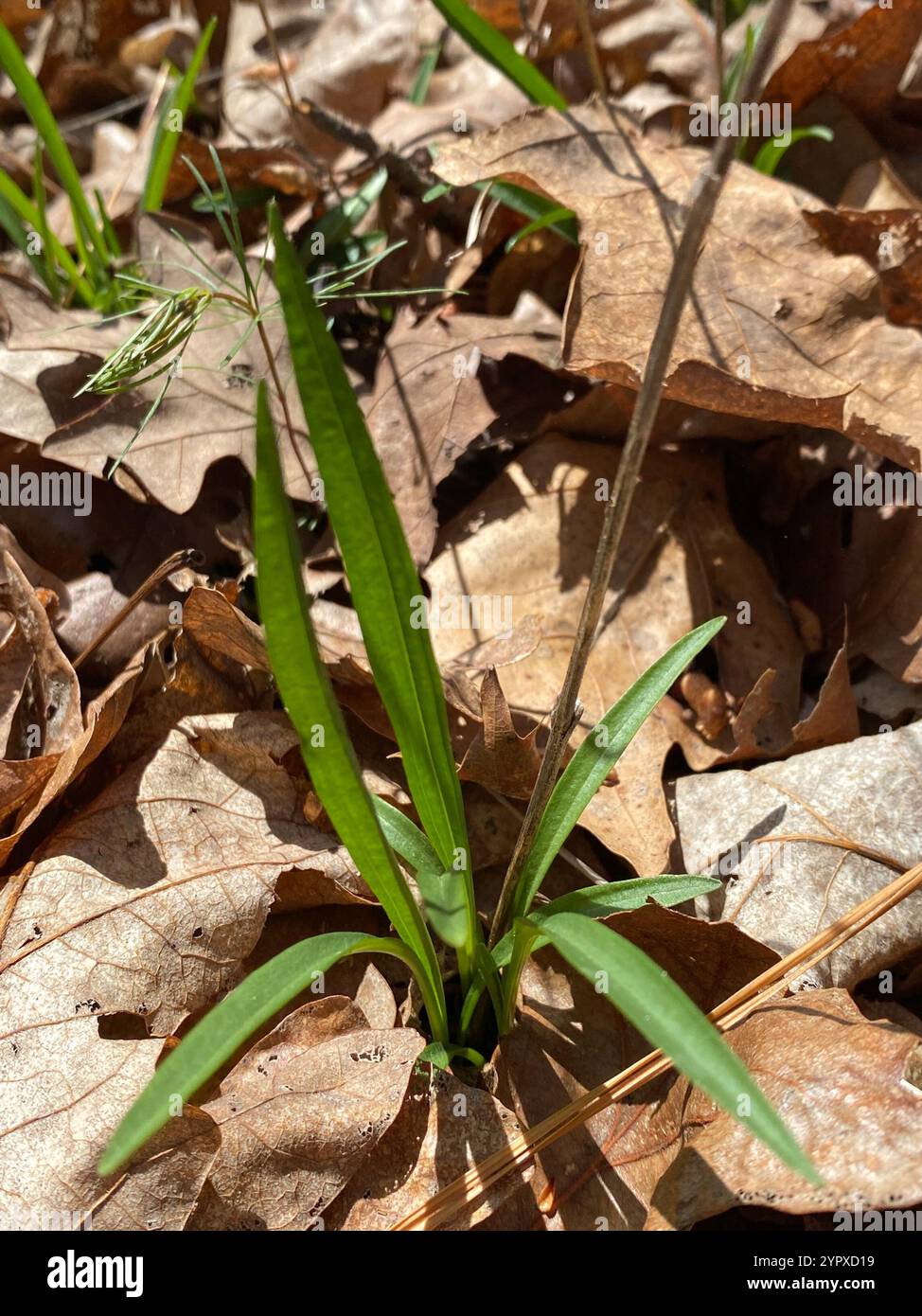 Oak Barrens Barbara's-Buttons (Marshallia legrandii Stock Photo - Alamy