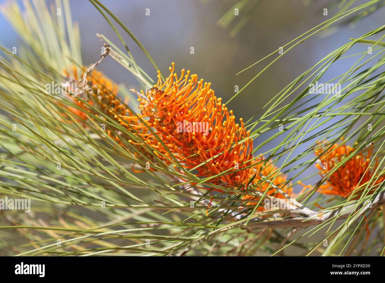 Darwin Silky Oak (Grevillea pteridifolia Stock Photo - Alamy