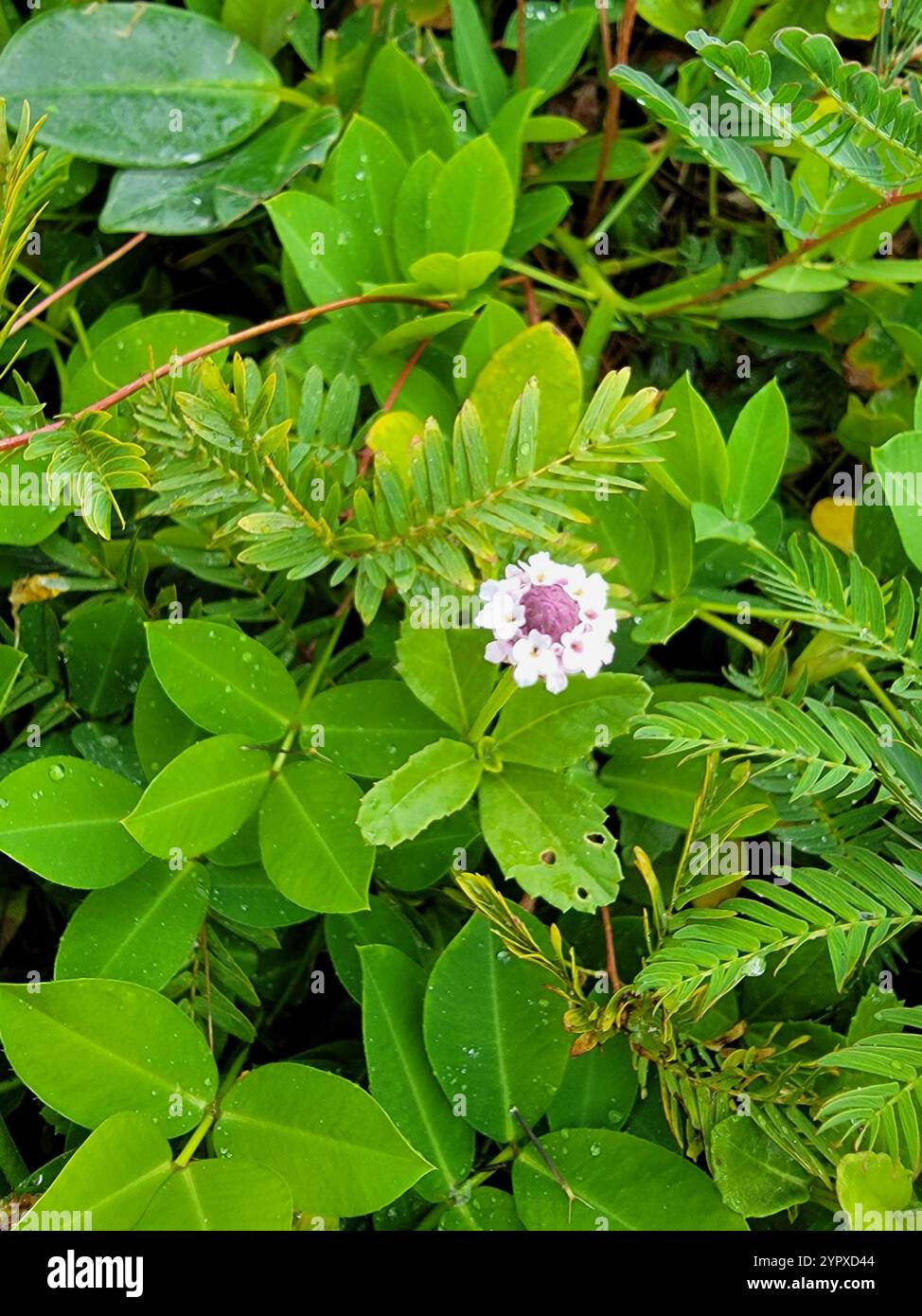turkey tangle frogfruit (Phyla nodiflora Stock Photo - Alamy
