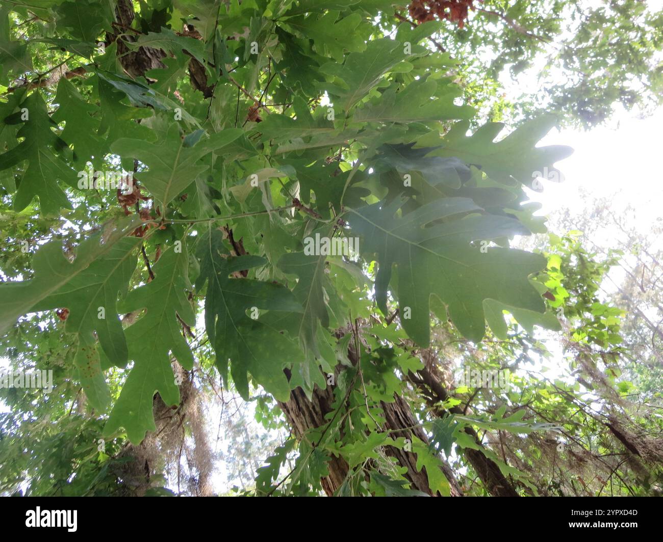 white oak (Quercus alba Stock Photo - Alamy
