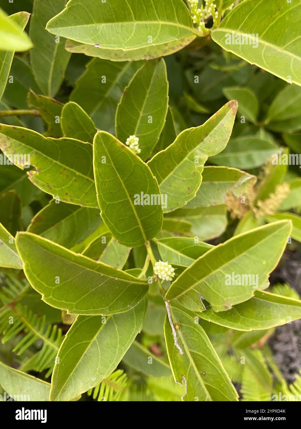 Formosan Sweetspire (Itea oldhamii Stock Photo - Alamy