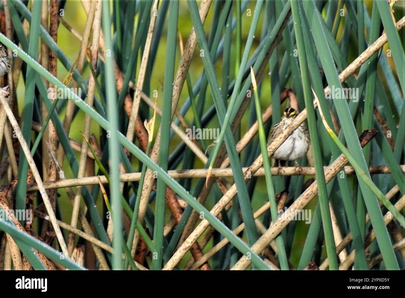 Savannah Sparrow (Passerculus sandwichensis Stock Photo - Alamy