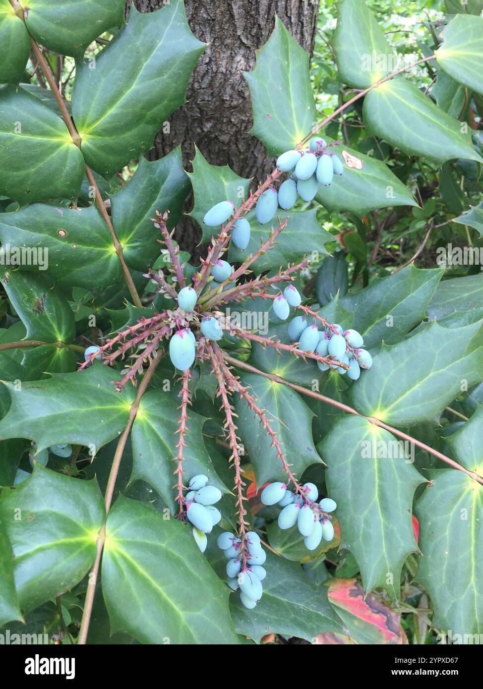 leatherleaf mahonia (Berberis bealei Stock Photo - Alamy