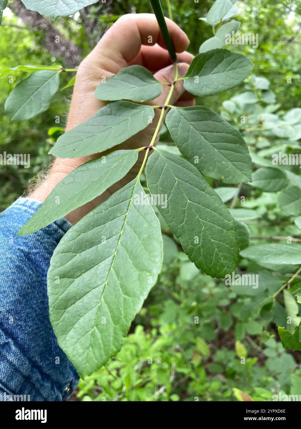 Texas ash (Fraxinus albicans Stock Photo - Alamy