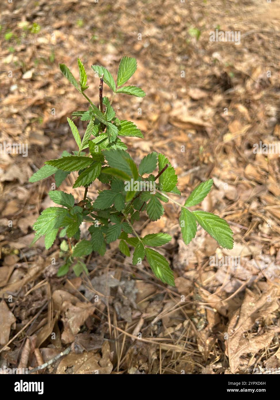 Pensilvanicus hi-res stock photography and images - Alamy