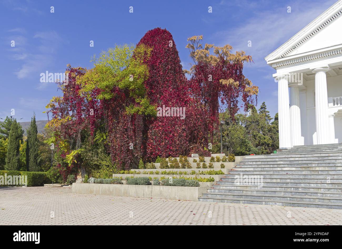 Virginia creeper (Parthenocissus Quinquefolia) with reddish autumn ...