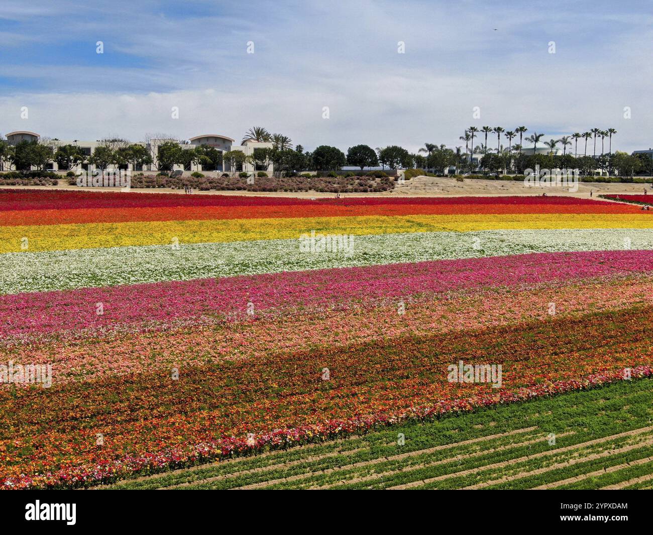 Aerial view of Carlsbad Flower Fields. tourist can enjoy hillsides of ...