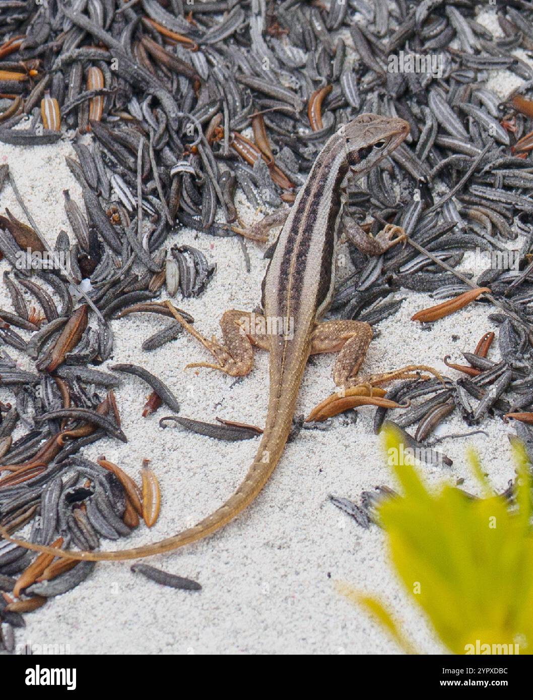 Rum Cay Curlytail Lizard (Leiocephalus loxogrammus loxogrammus Stock ...