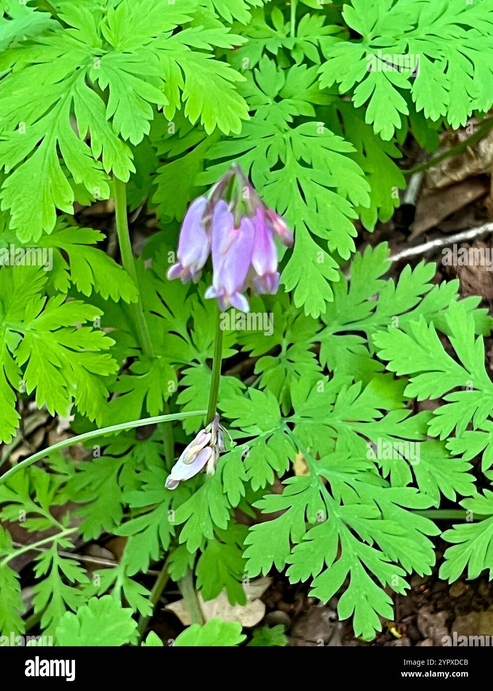 Pacific Bleeding Heart (Dicentra formosa Stock Photo - Alamy