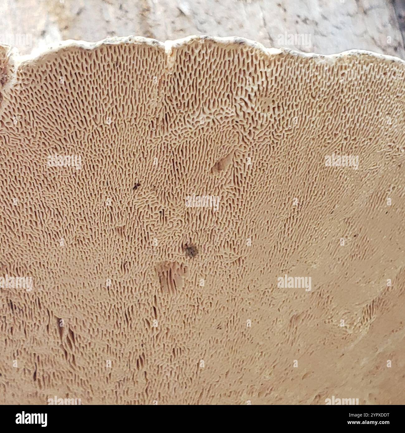 Lumpy Bracket (Trametes gibbosa Stock Photo - Alamy