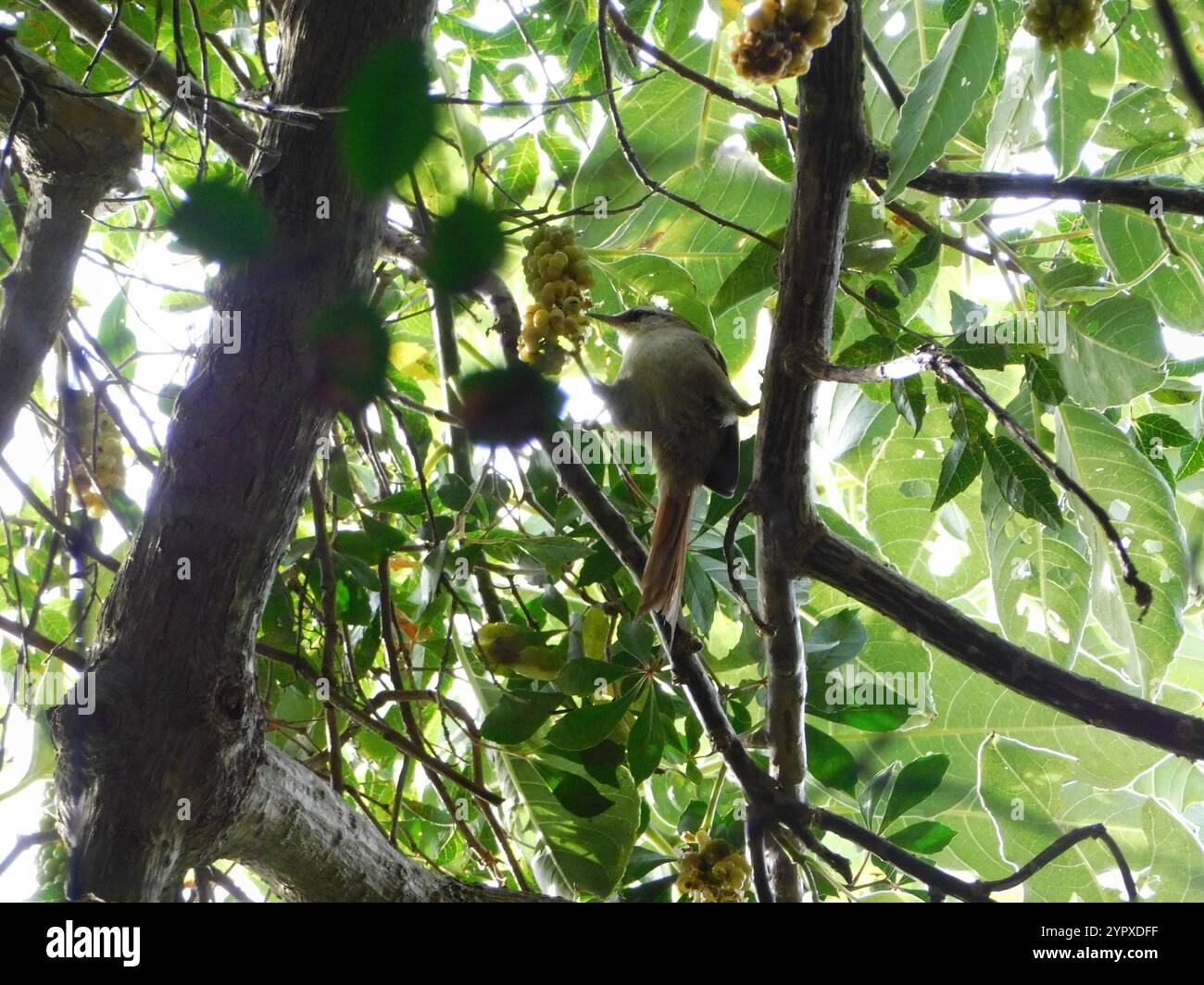 Stripe crowned spinetail hi-res stock photography and images - Alamy