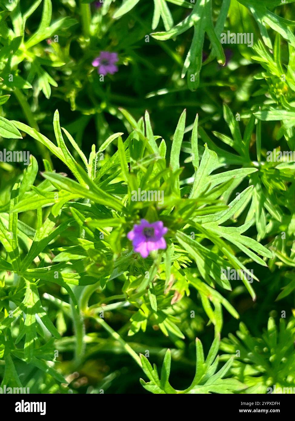 Cut-leaved crane's-bill (Geranium dissectum Stock Photo - Alamy