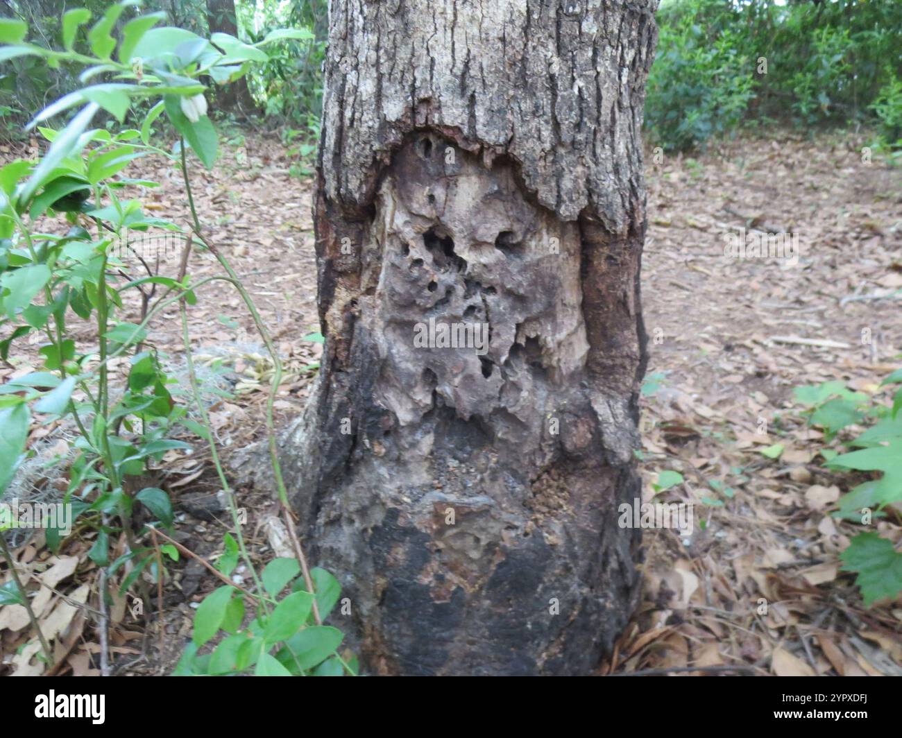 white oak (Quercus alba Stock Photo - Alamy