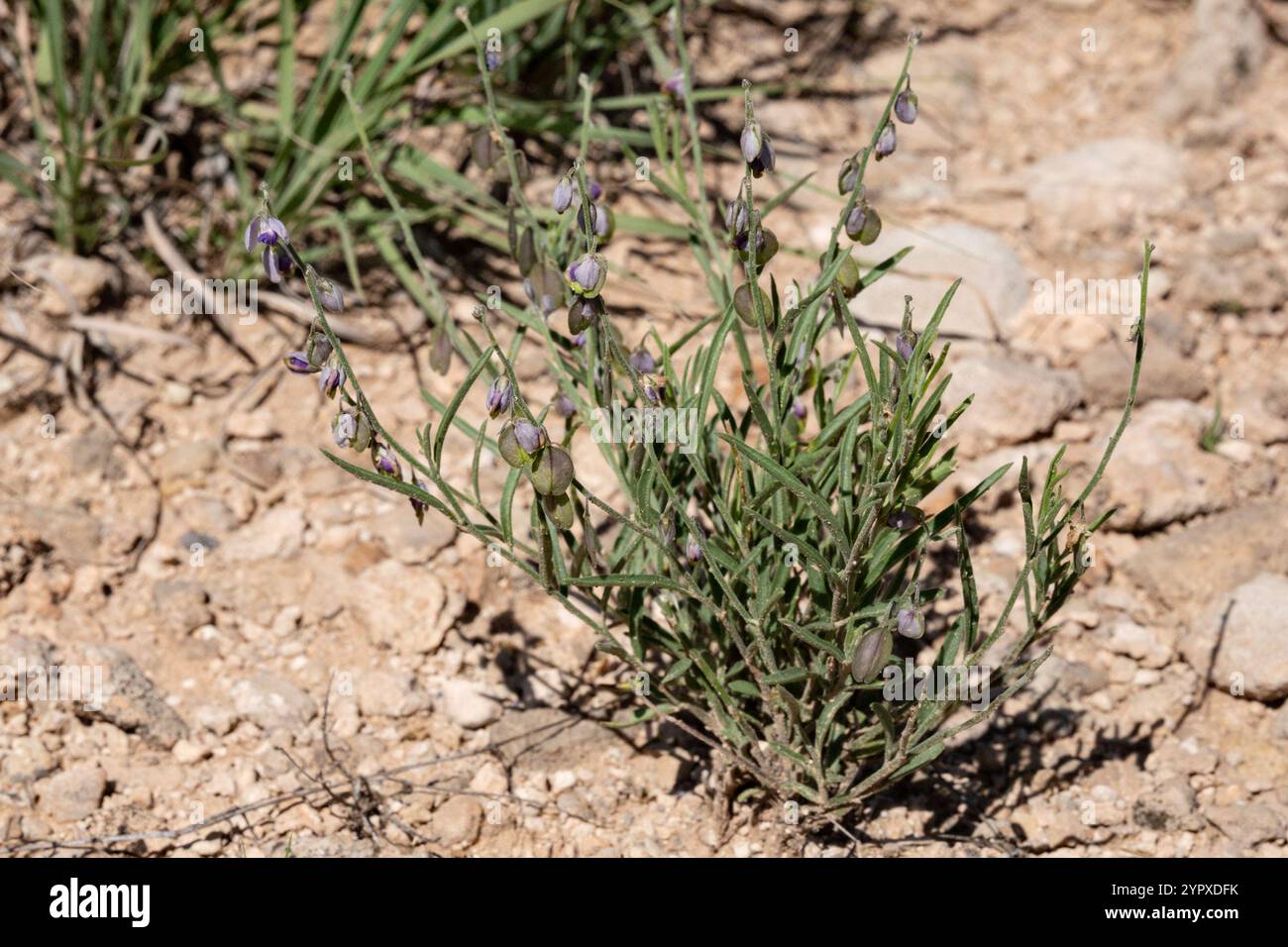 Blue Milkwort (Hebecarpa barbeyana Stock Photo - Alamy