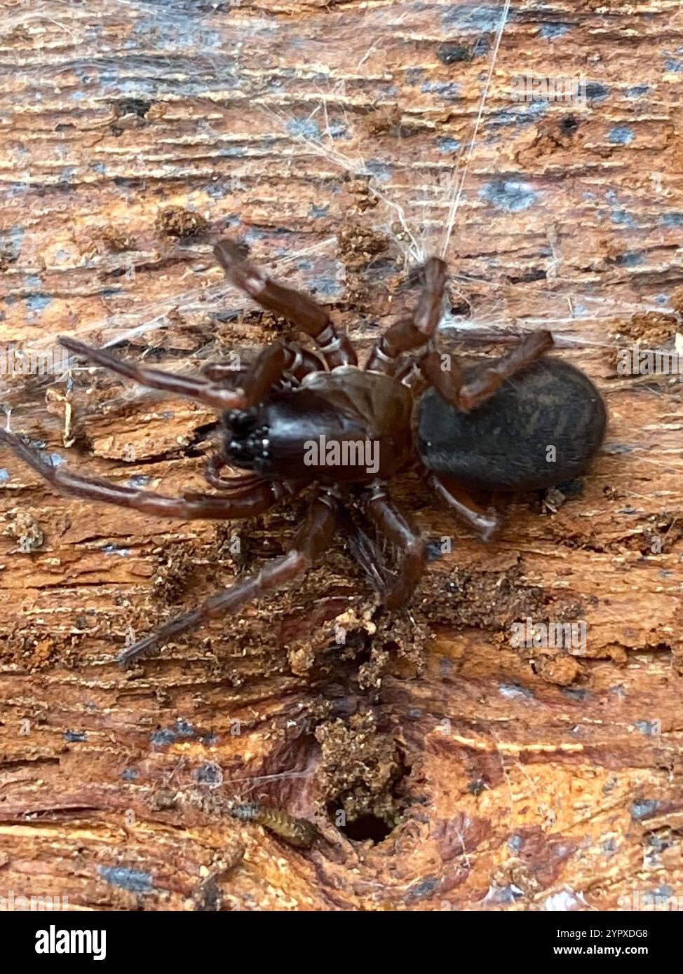 Black Laceweaver (Amaurobius ferox Stock Photo - Alamy