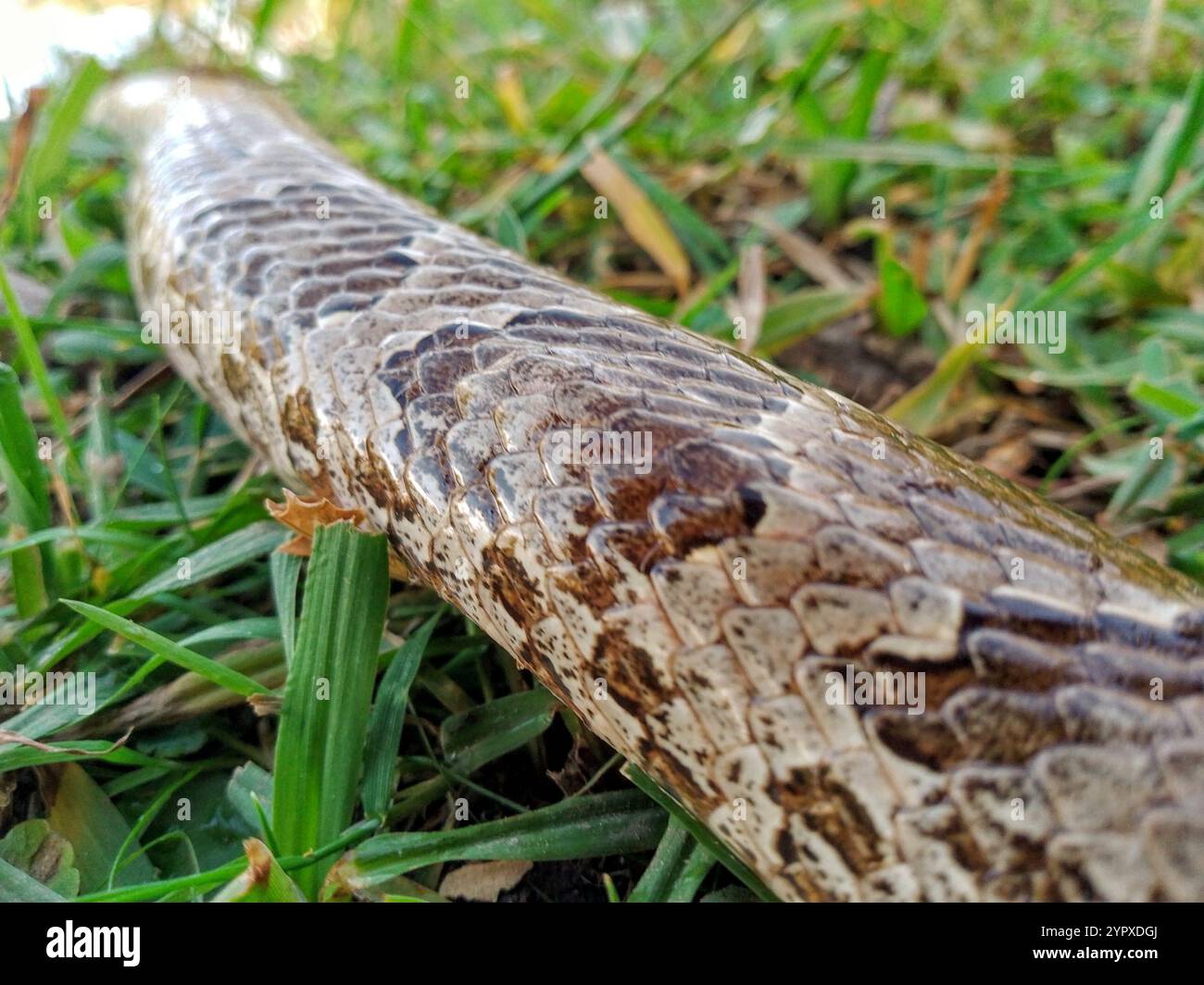 Wagler's Snake (Xenodon merremii Stock Photo - Alamy