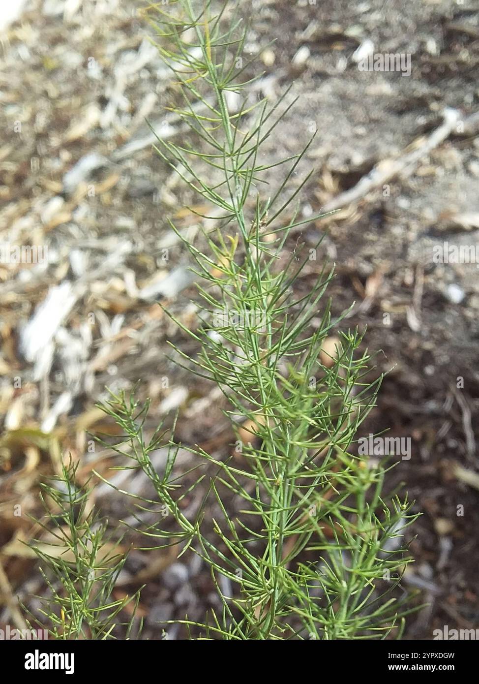 wild asparagus (Asparagus officinalis Stock Photo - Alamy