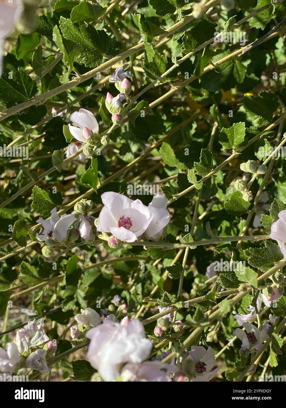 southern coastal bushmallow (Malacothamnus fasciculatus Stock Photo - Alamy