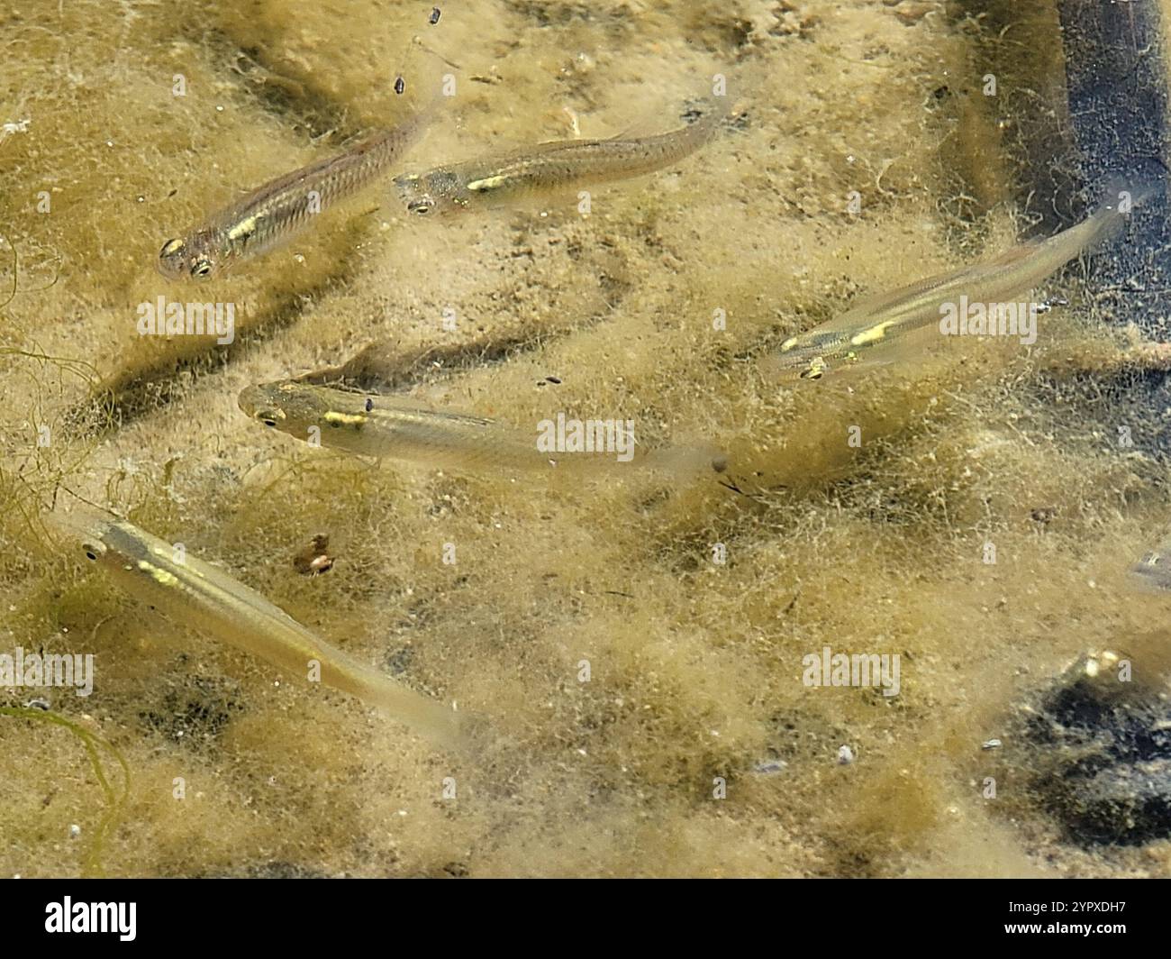Western Mosquitofish (Gambusia affinis Stock Photo - Alamy