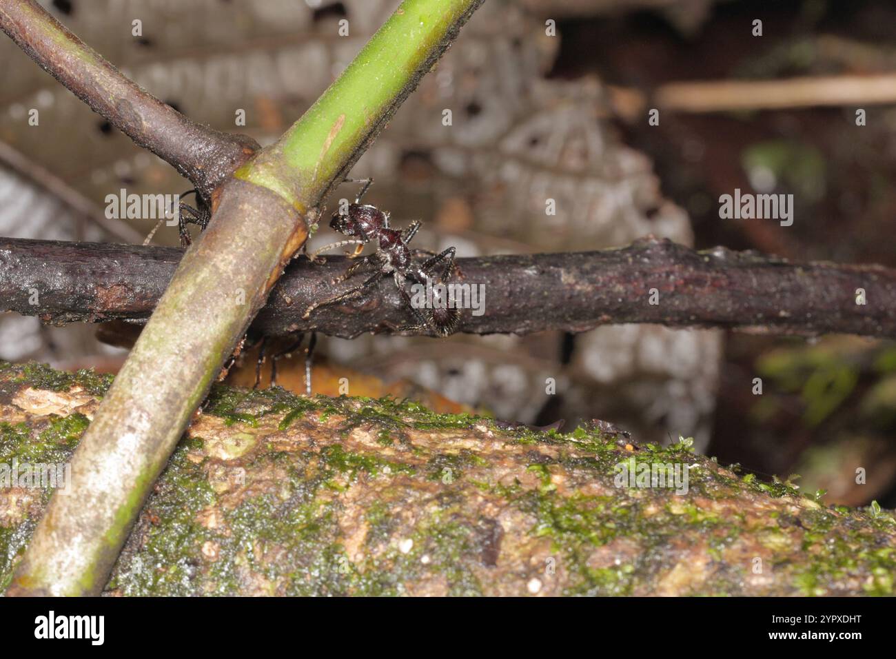 Bullet Ant (Paraponera clavata Stock Photo - Alamy