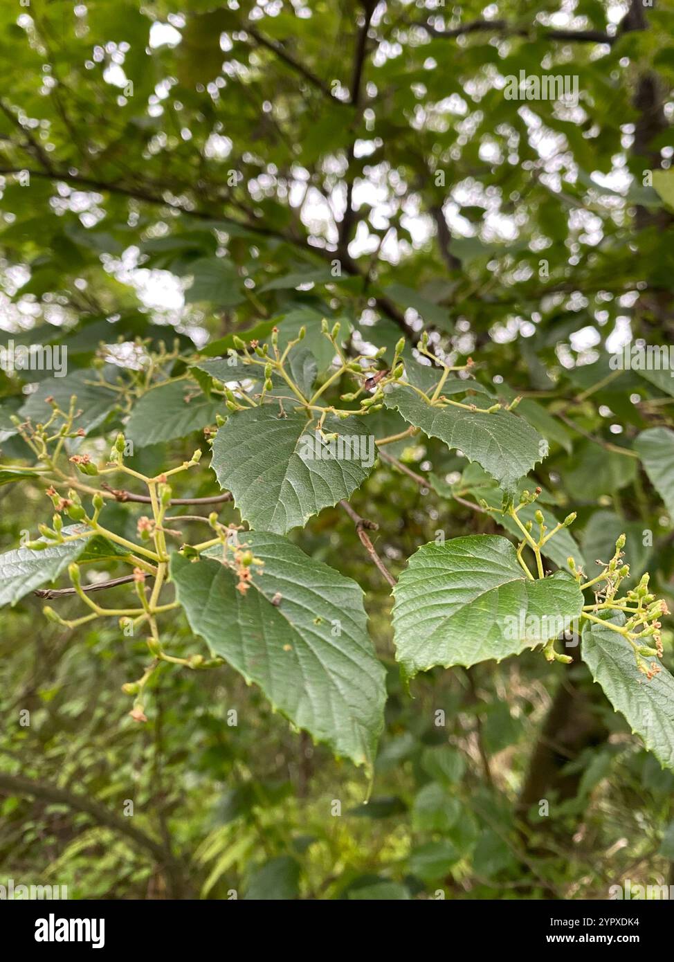 Luzon viburnum (Viburnum luzonicum Stock Photo - Alamy