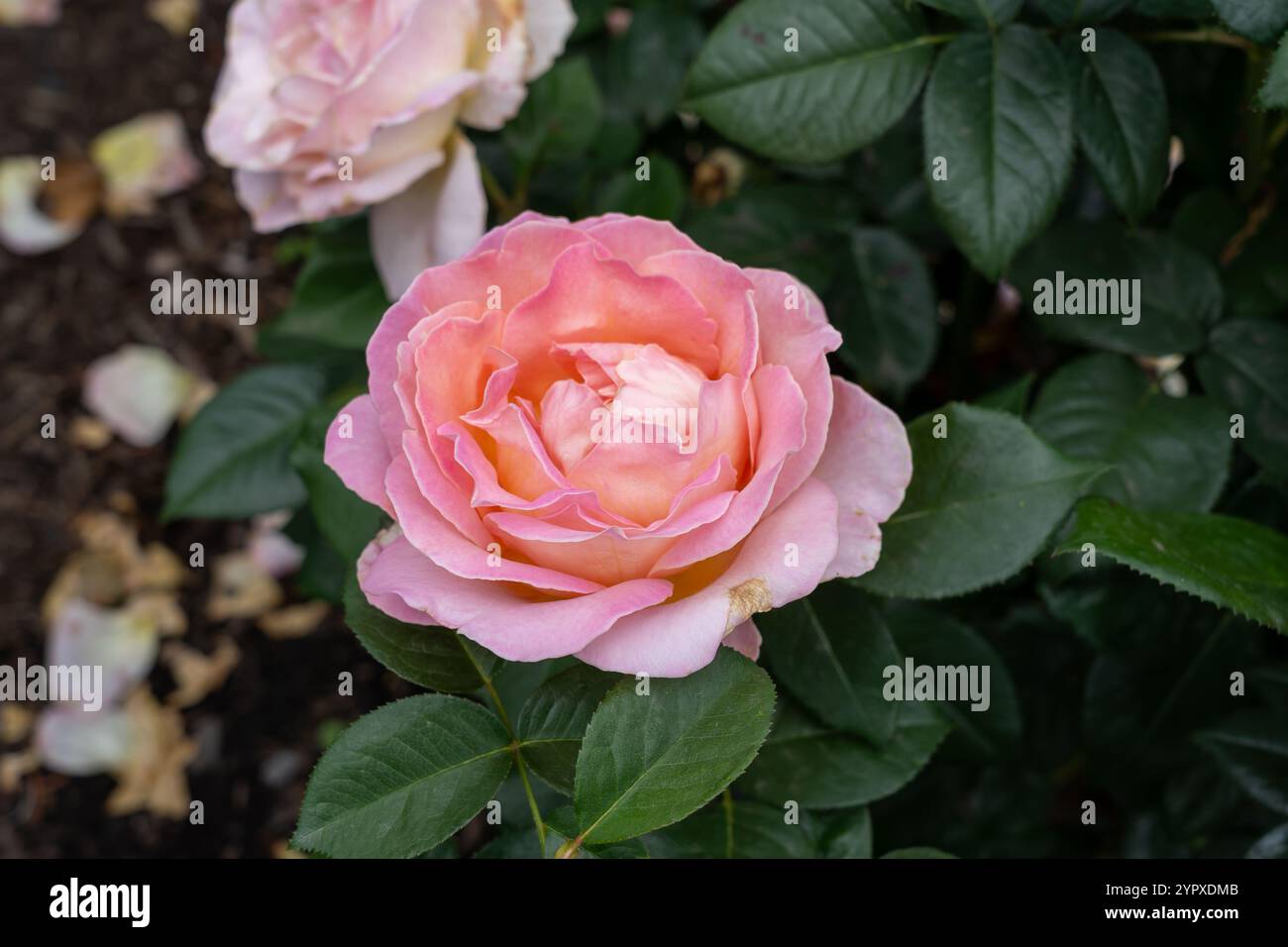 Meibderos hi-res stock photography and images - Alamy