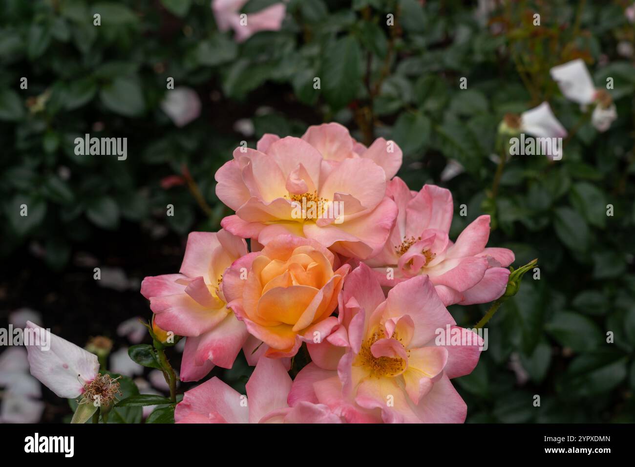Bright and Shiny Rose flowers are growing in the garden. United States ...