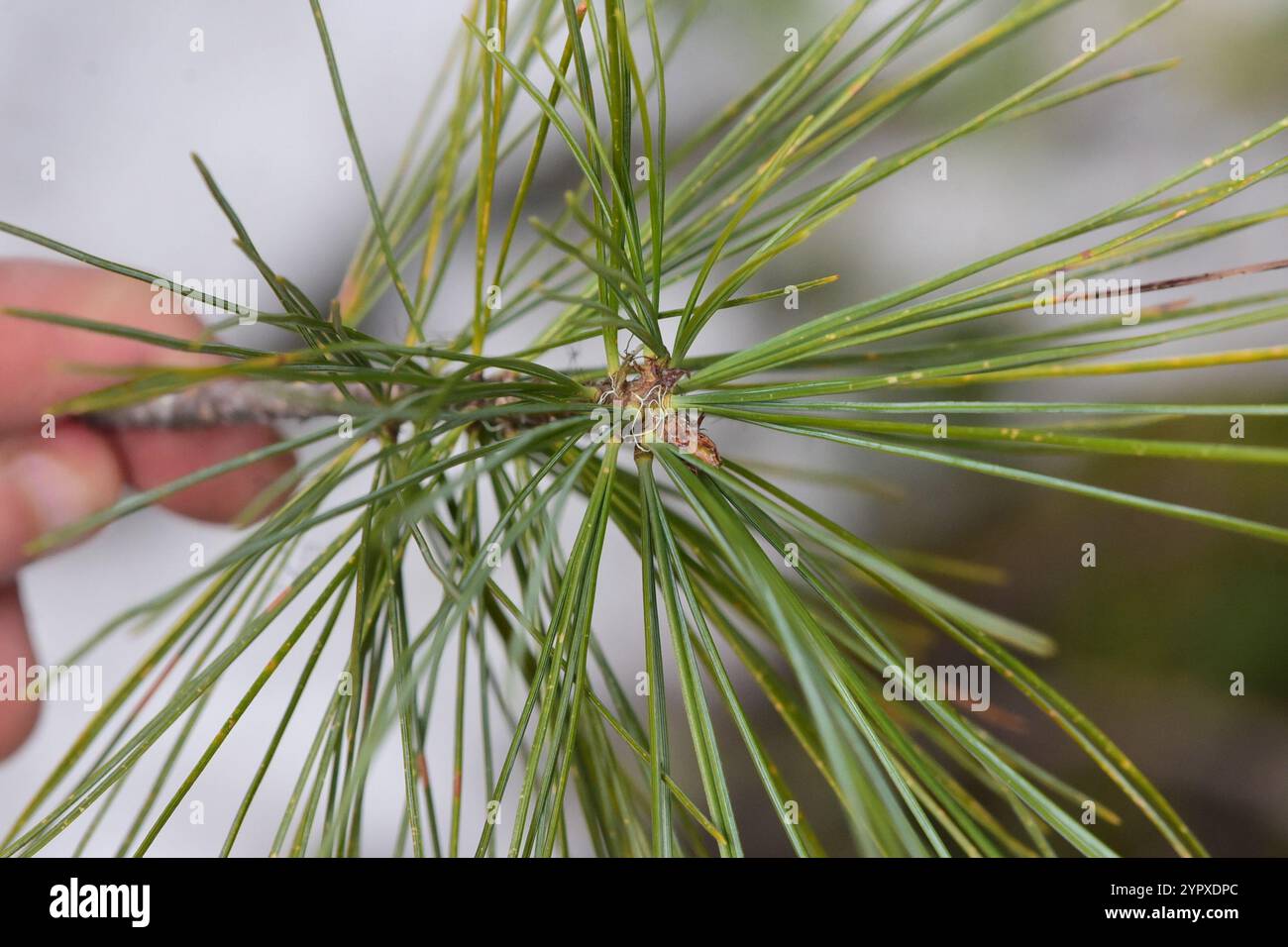 western white pine (Pinus monticola Stock Photo - Alamy
