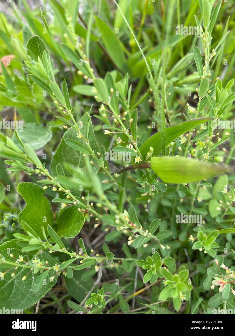 Smartweed Leafflower (Phyllanthus polygonoides Stock Photo - Alamy