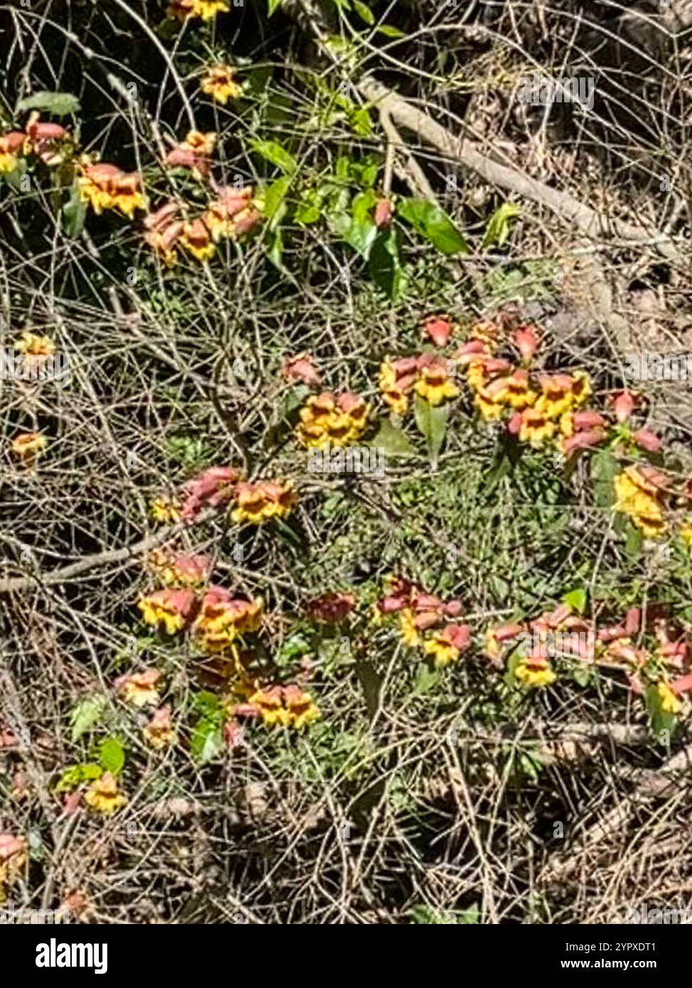 cross vine (Bignonia capreolata Stock Photo - Alamy