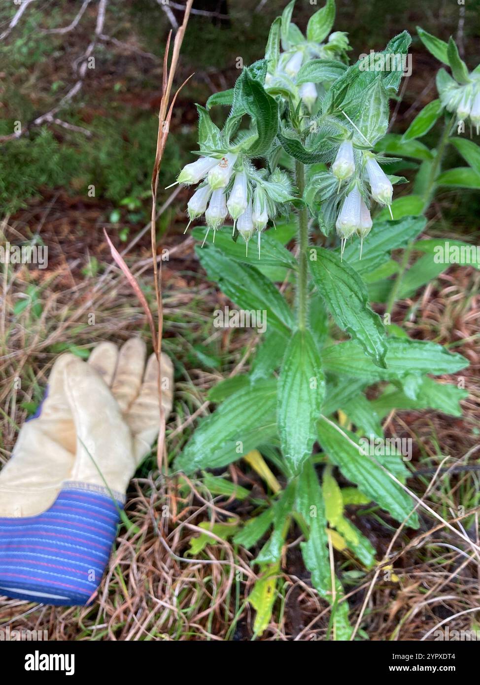 stoneseeds, puccoons, and gromwells (Lithospermum Stock Photo - Alamy