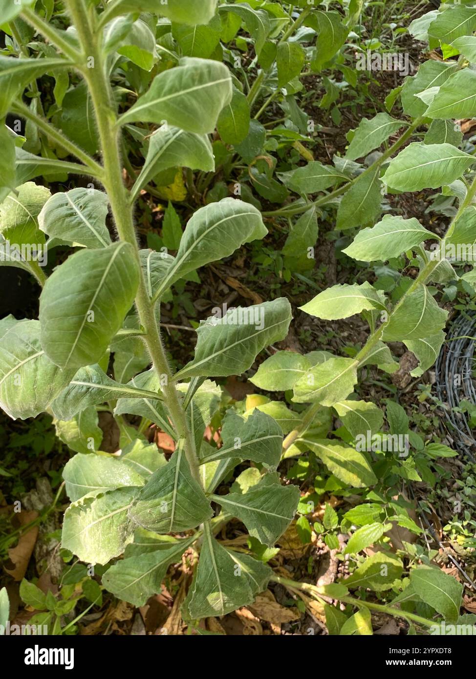 velvetweed (Oenothera curtiflora Stock Photo - Alamy